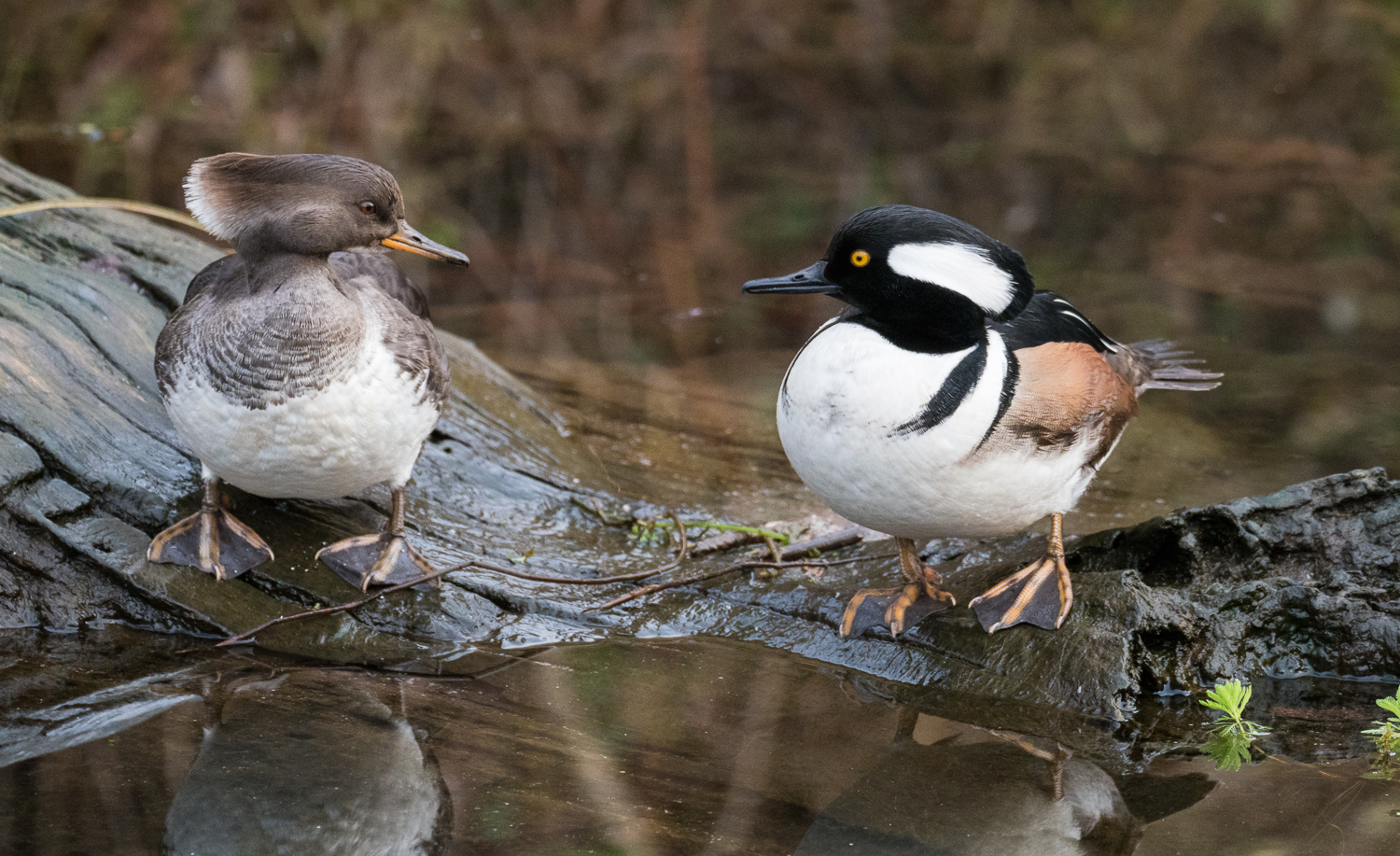 Tom Bodley Photography