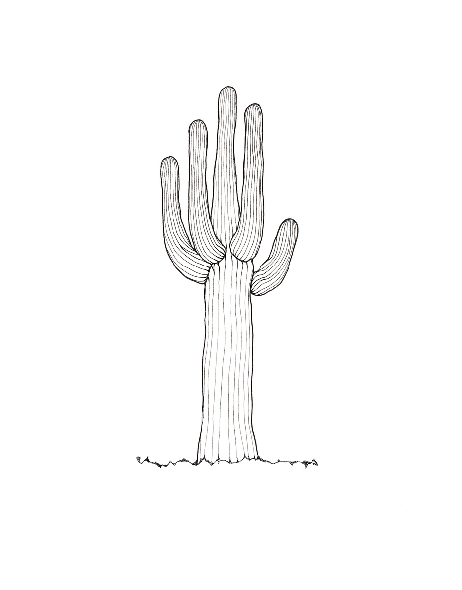 Saguaro Cactus Sketch