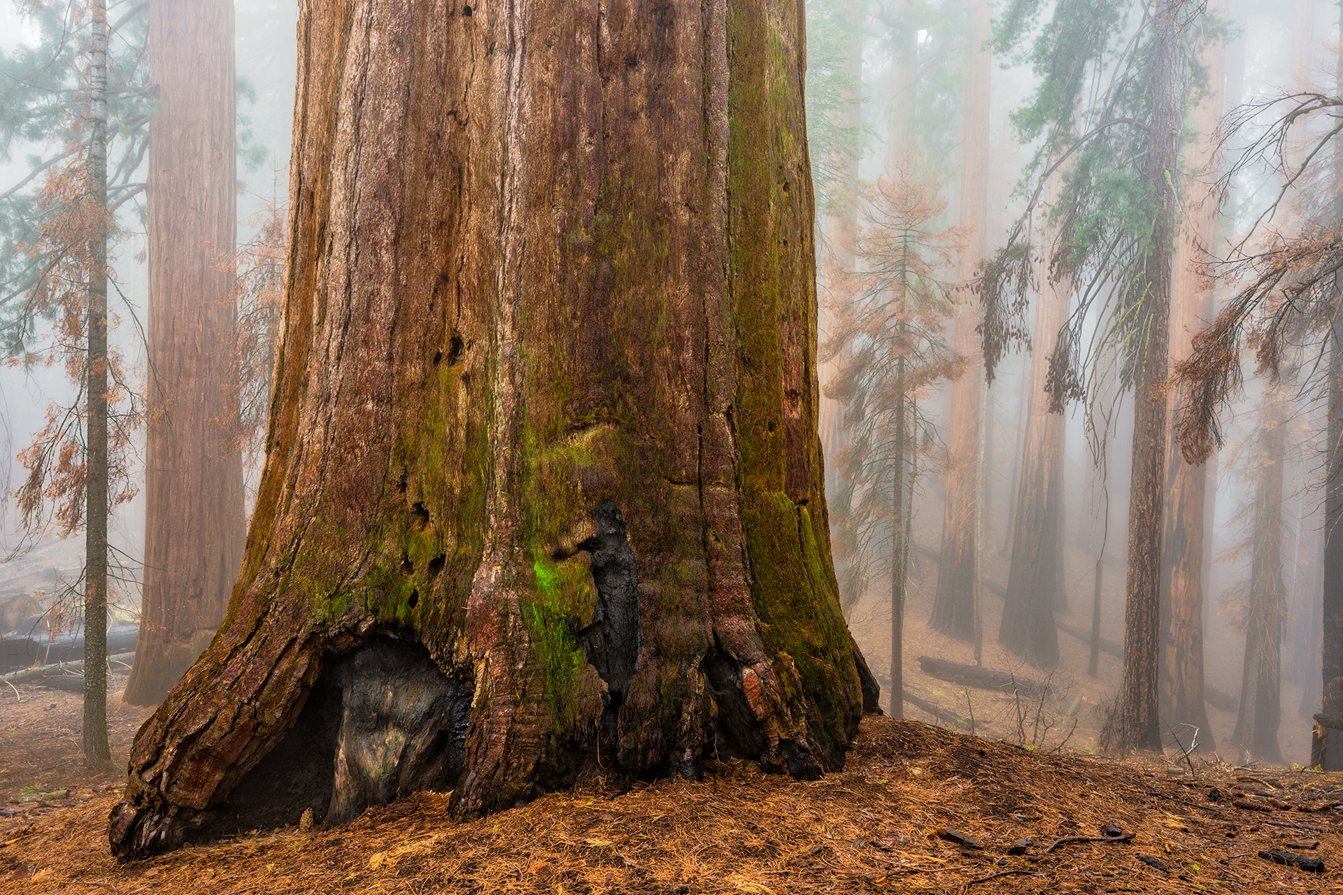 Dustin Gregory - Conservation and landscape photographer in Colorado